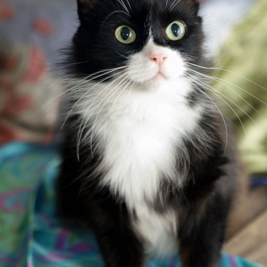 Кошка Черничка 2 года