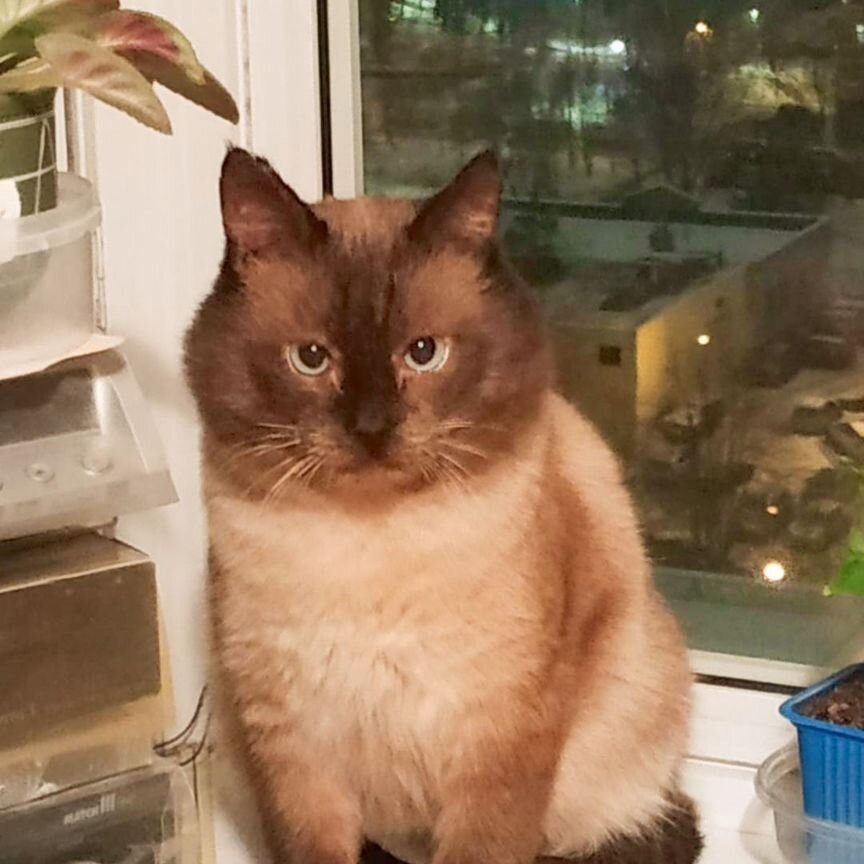 Кот в добрые руки