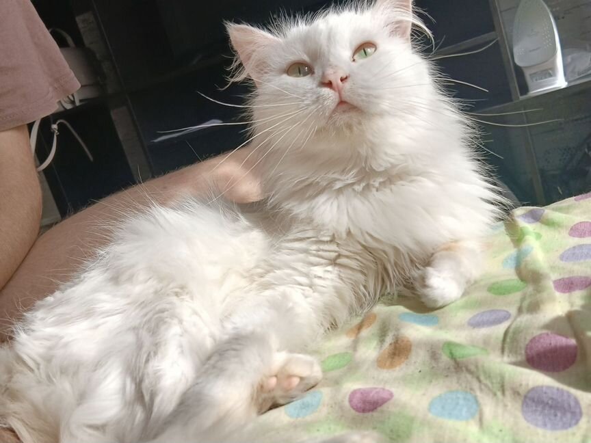 Кот в добрые руки