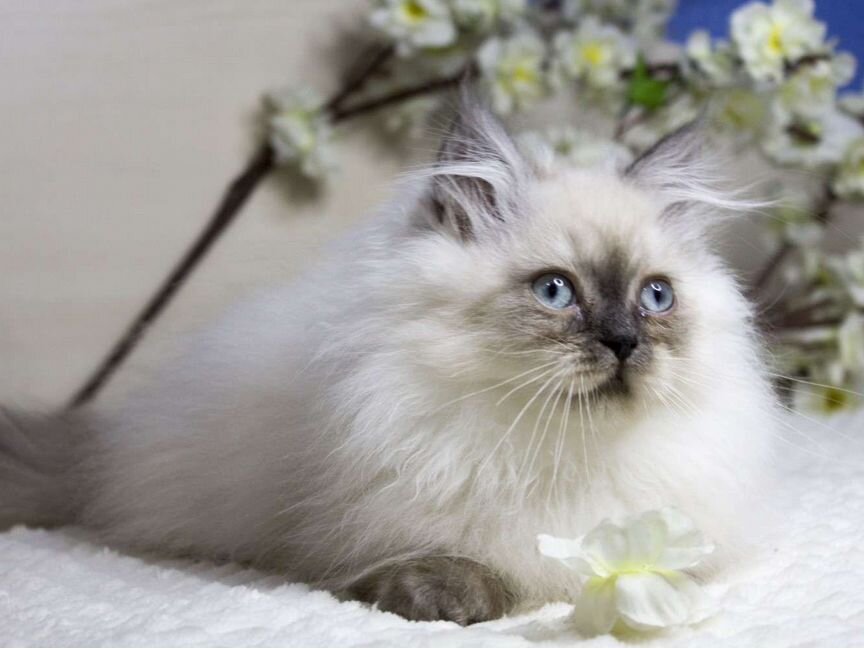 Котята Манчкин