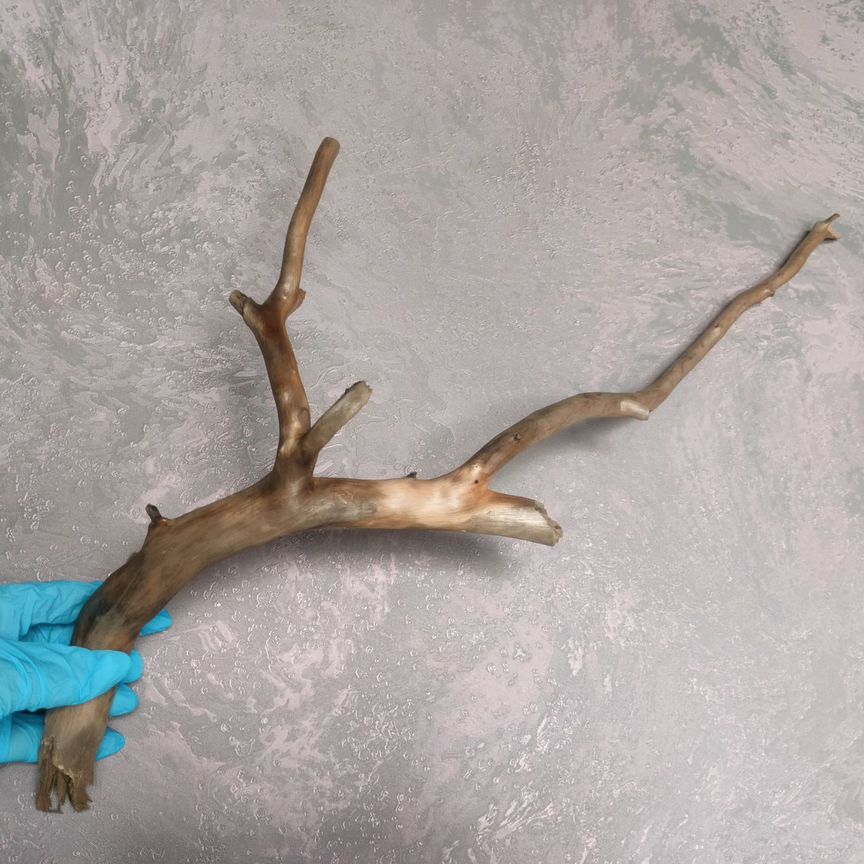 Две коряги в аквариум