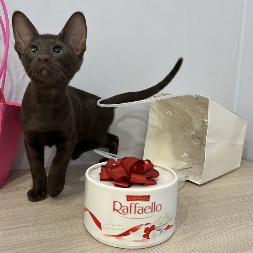 Ориентальный котёнок