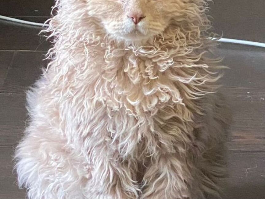 Селкирк рекс (кот на вязку)