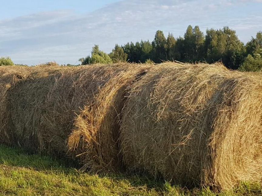 Сено в тюках