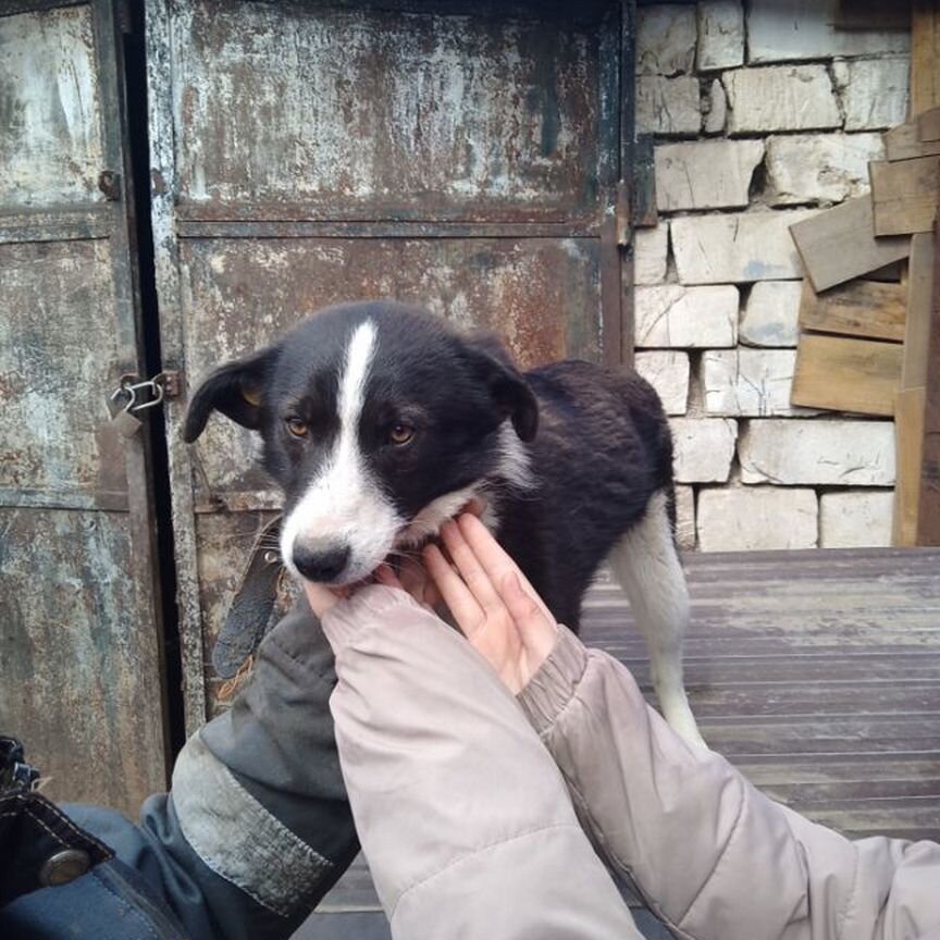 Собака на пристрой