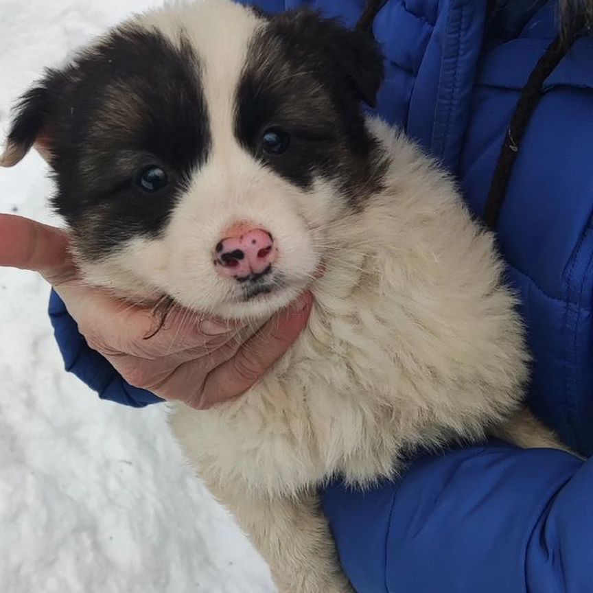 Щенок в добрые руки бесплатно