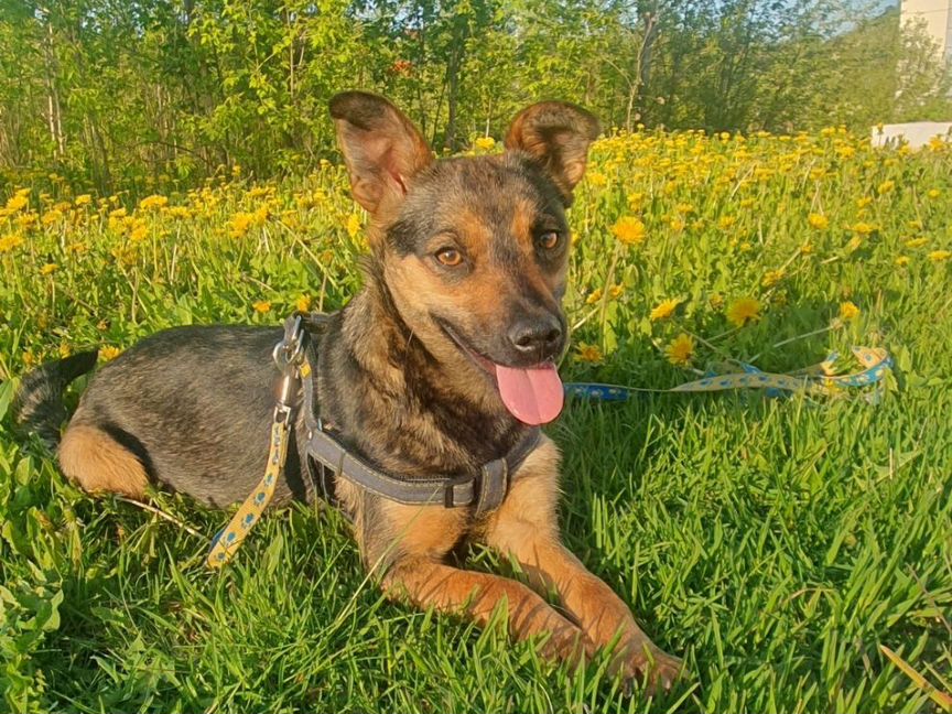 Небольшая умная собачка Соня