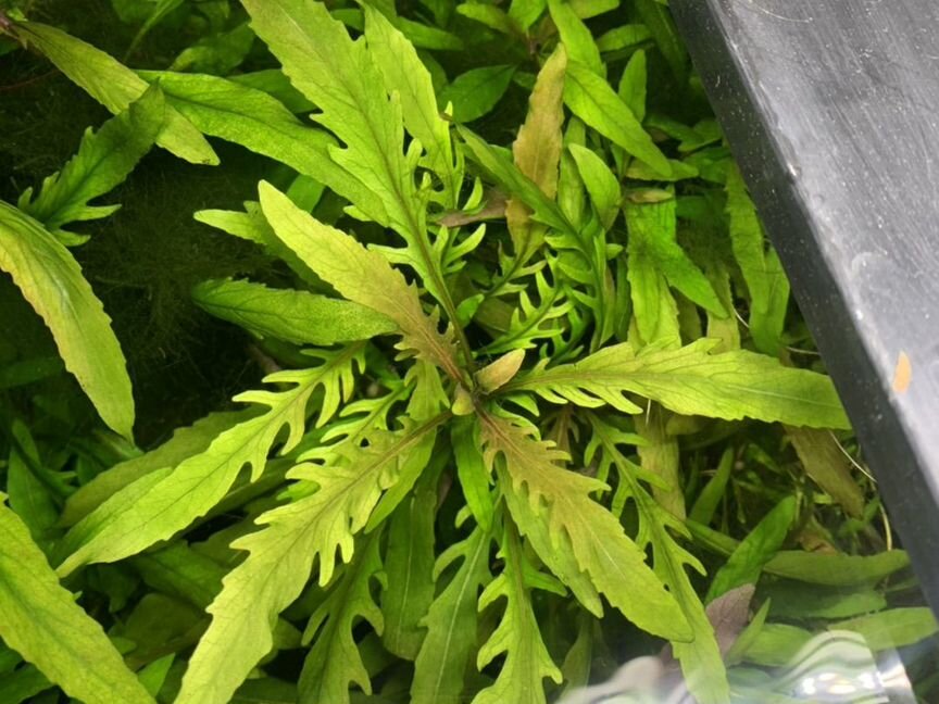 Аквариумные растения