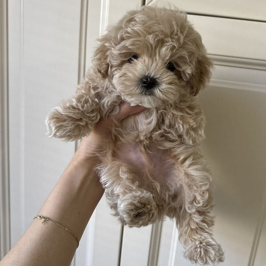 Мальтипу f1 мини