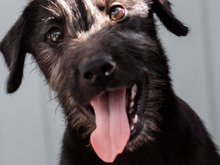 Щенок в добрые руки