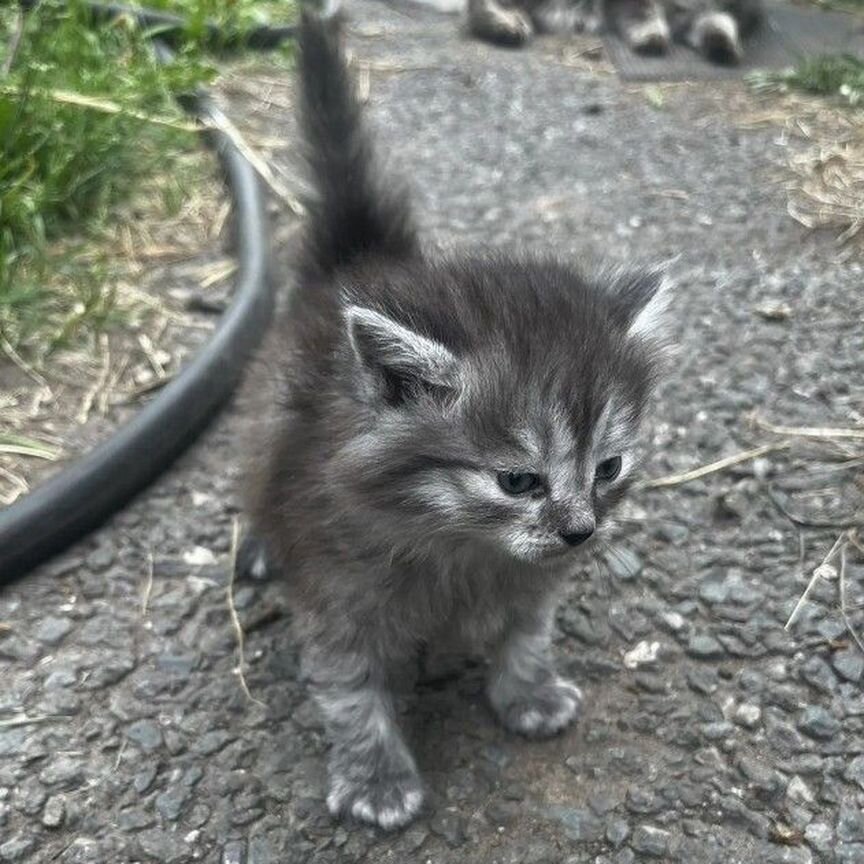 Сибирский котёнок