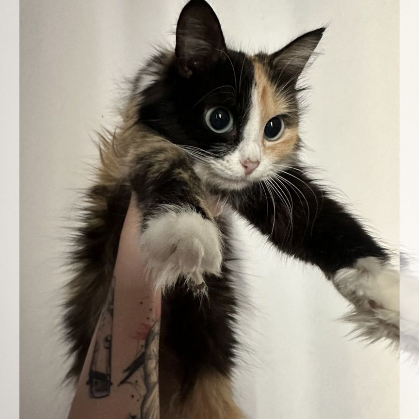 Кошка, возраст около года