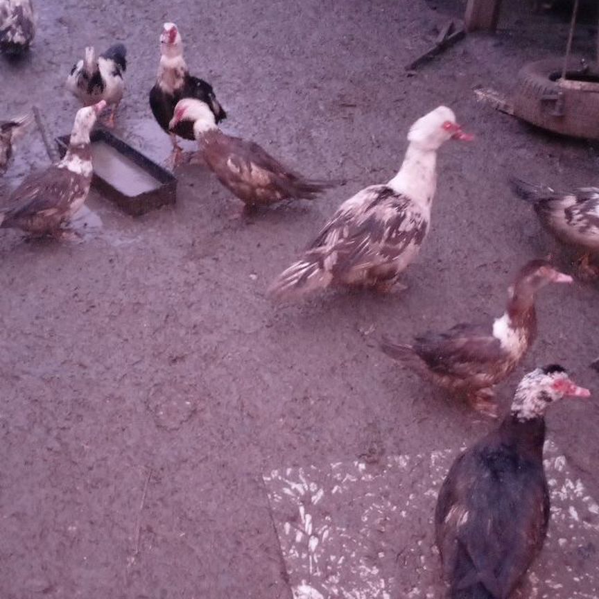 Мускусные утки