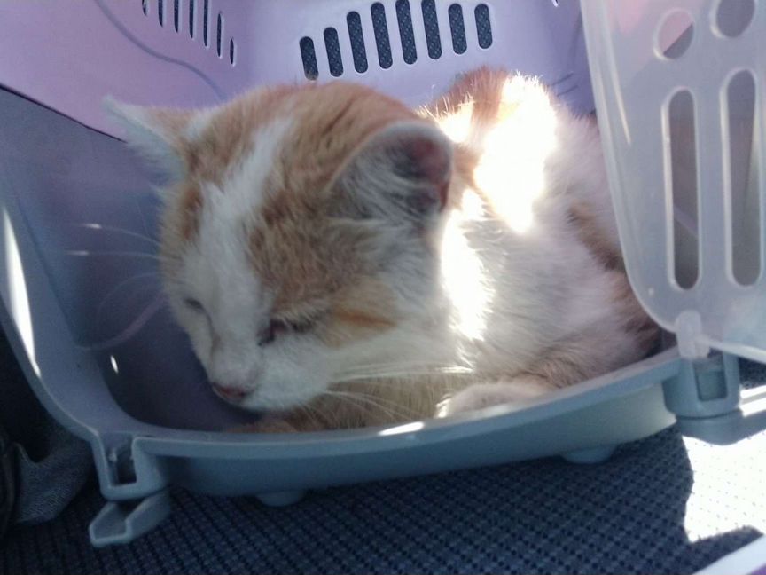 Кошка