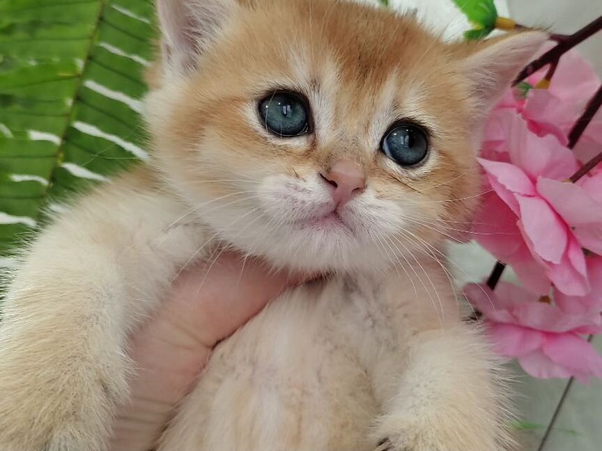 Золотые шиншиллята (котики)