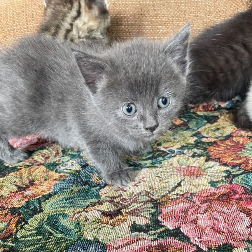 Котята в добрые руки бесплатно девочка