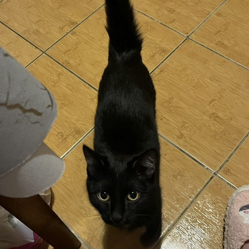 Отдам в добрые руки кошечку