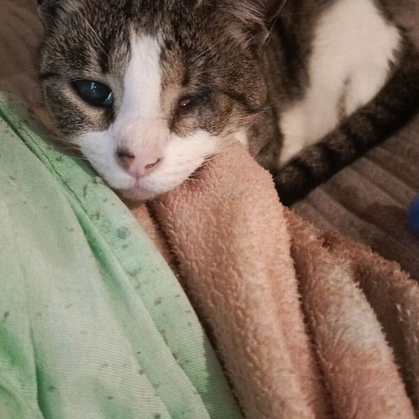 Кошка