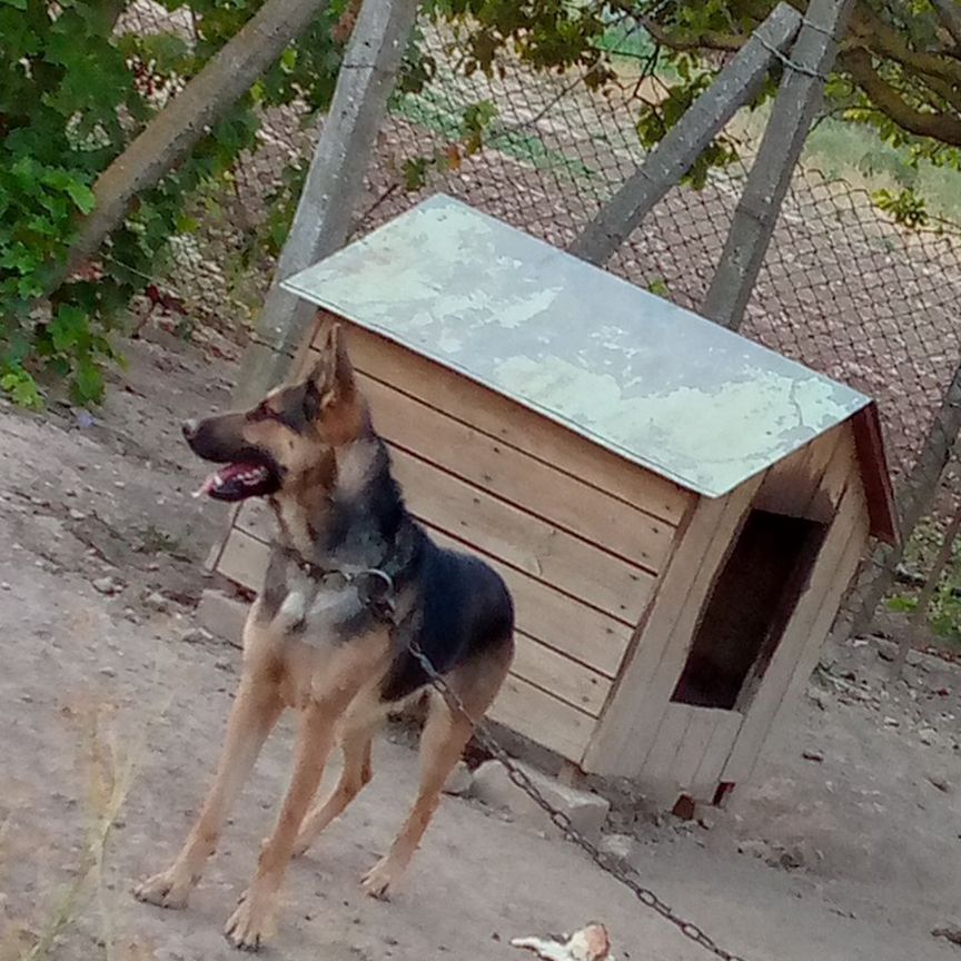 Отдам овчарку немецкую в добрые руки 1,5 года