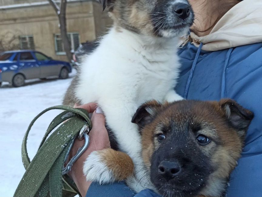 Щенки в добрые руки