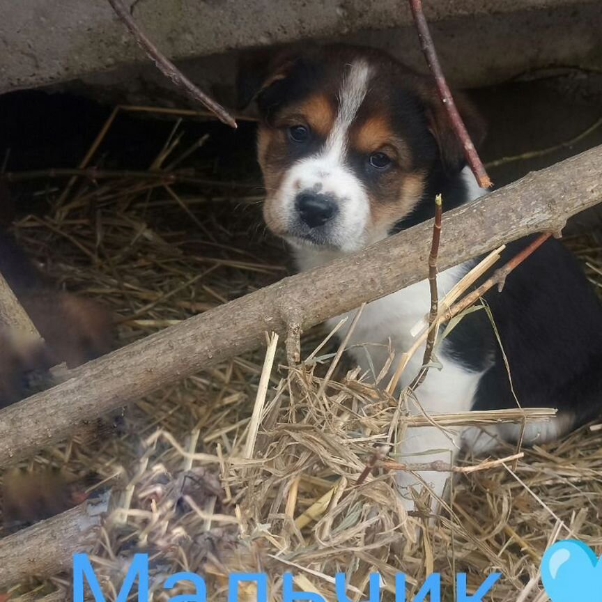 Бездомные щенки ищут мам и пап