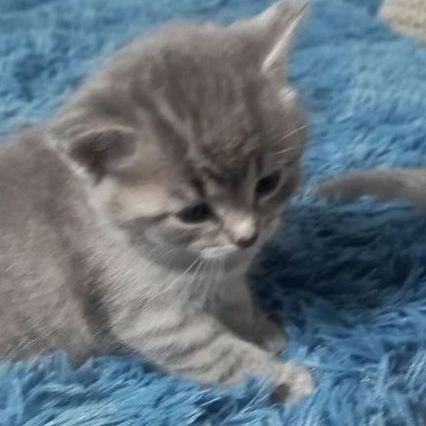 Шотландский вислоухий длинношёрстный котёнок