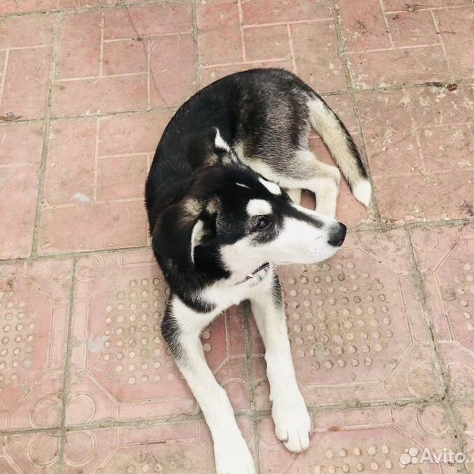 Моня щенок в добрые руки