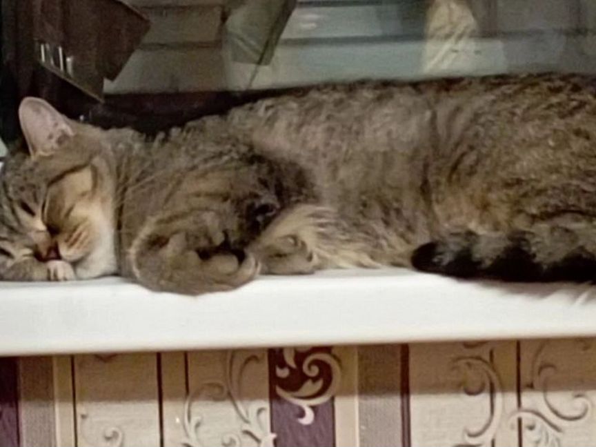 Кошки в добрые руки