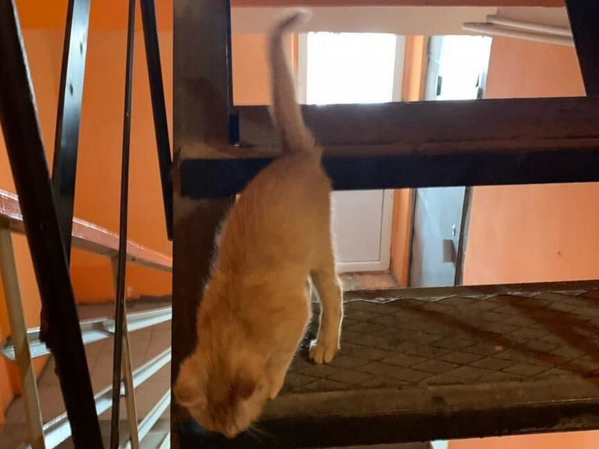 Отдам котеночка