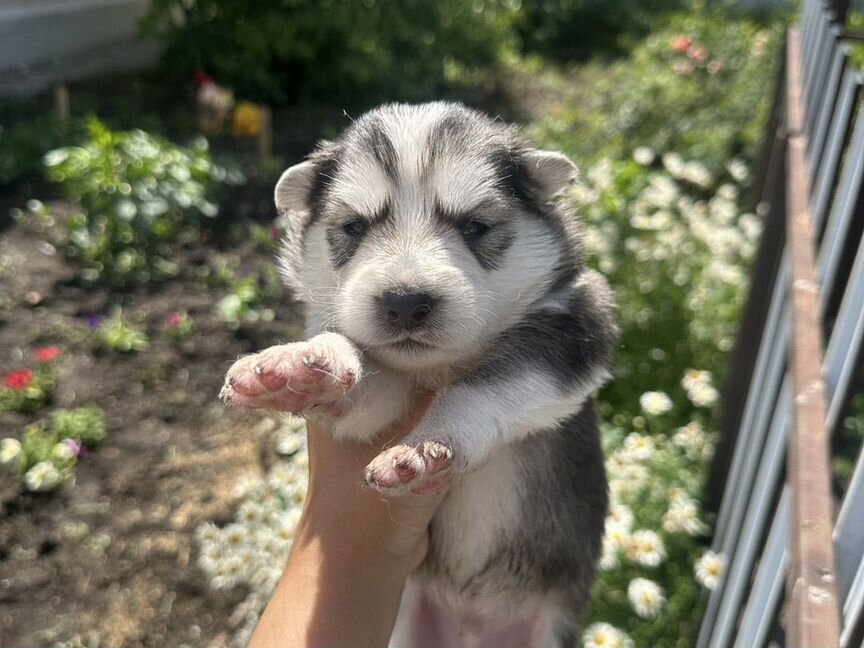Щенки сибирской хаски