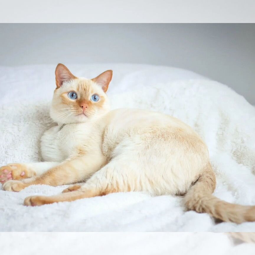 Сиамский котёнок