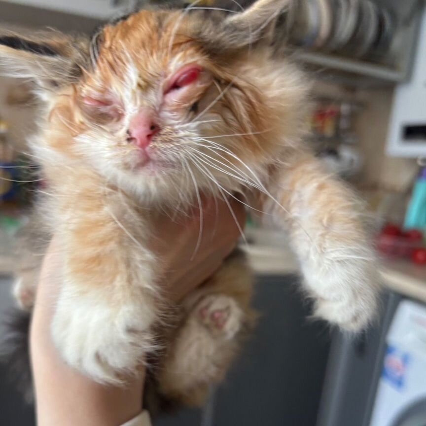 Котёнок в добрые руки