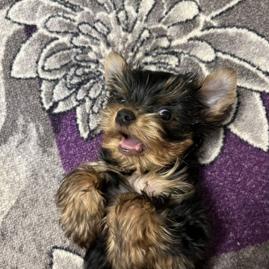 Йоркширский терьер мини