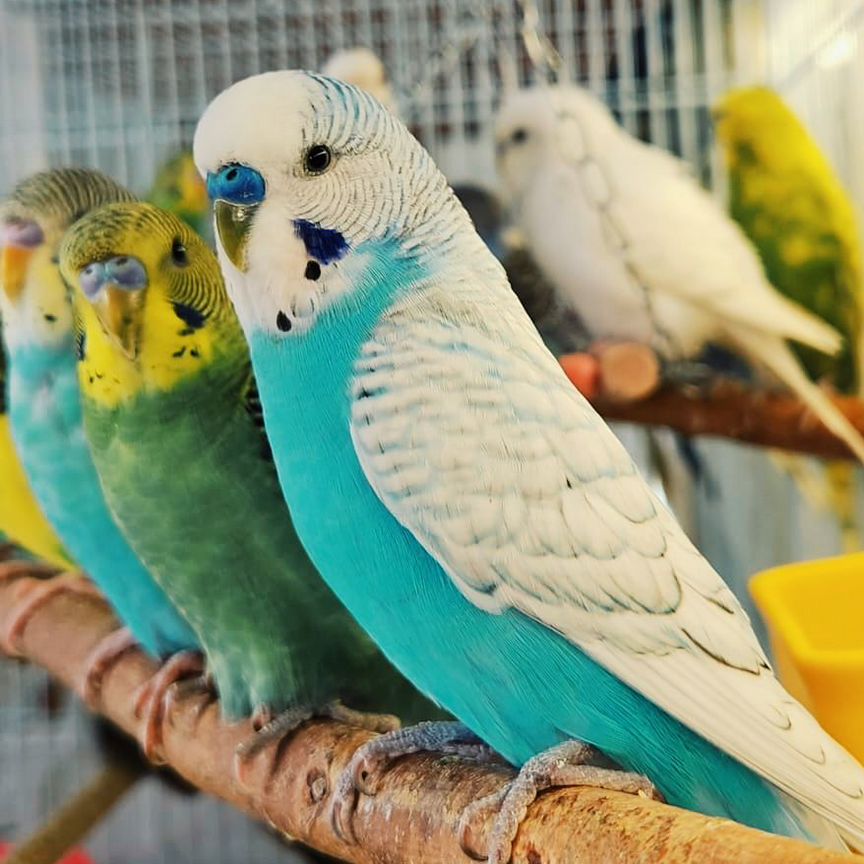 Волнистый попугай