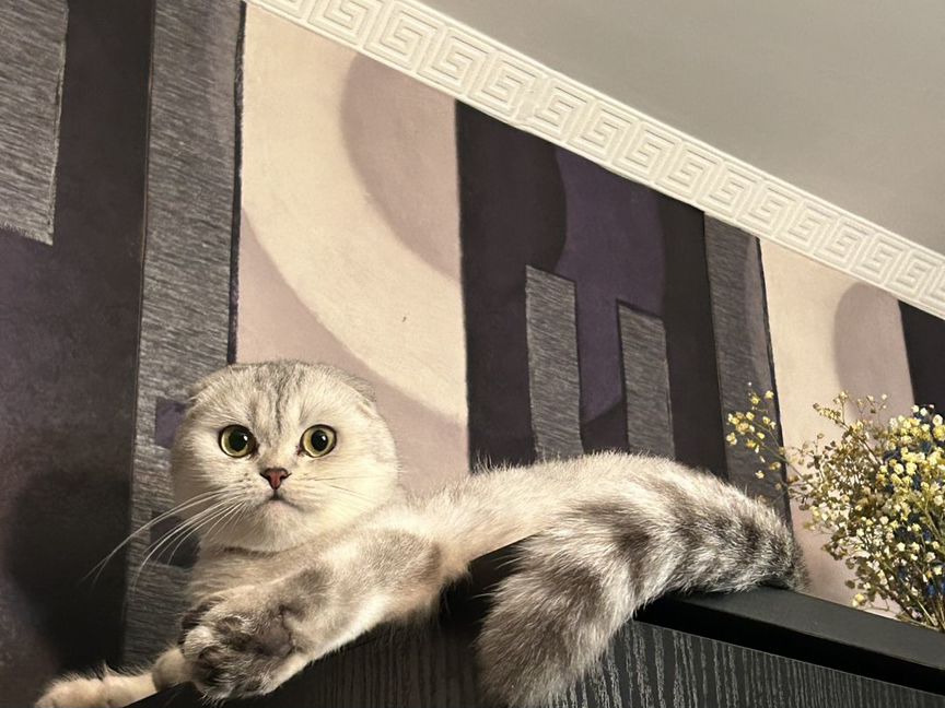 Шотландская кошка вязка