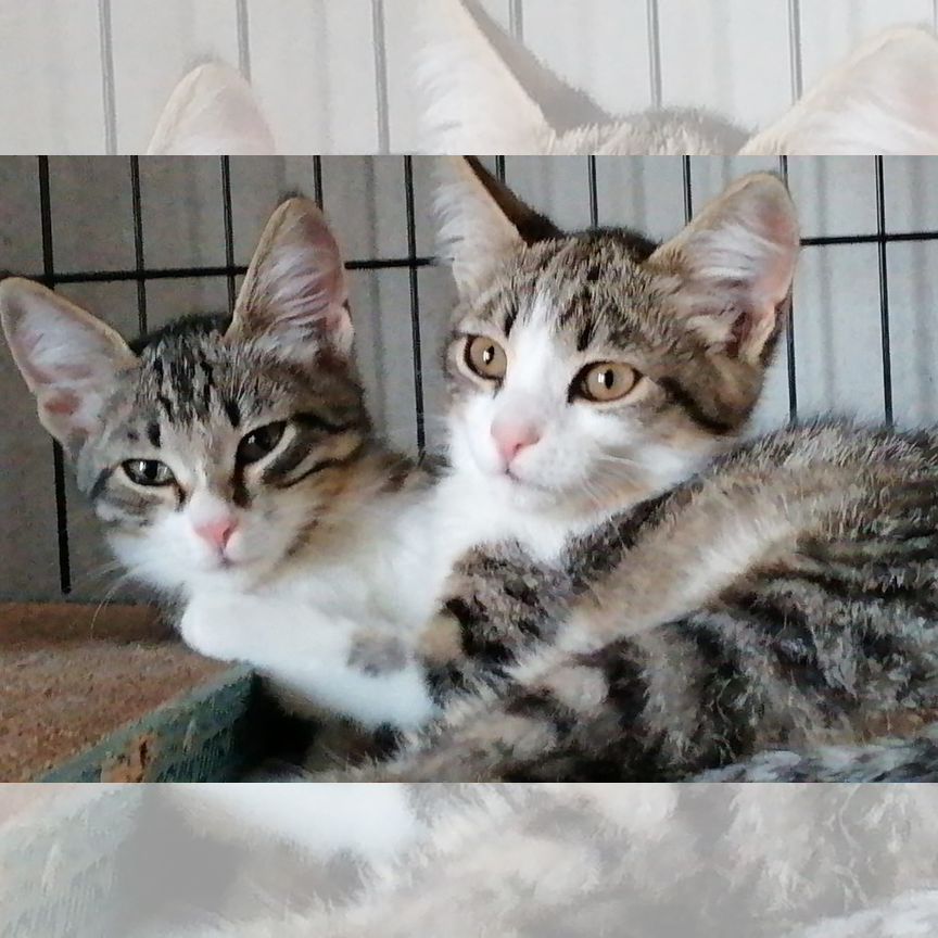 Котята ищут хозяев. Отдадим в хорошие руки