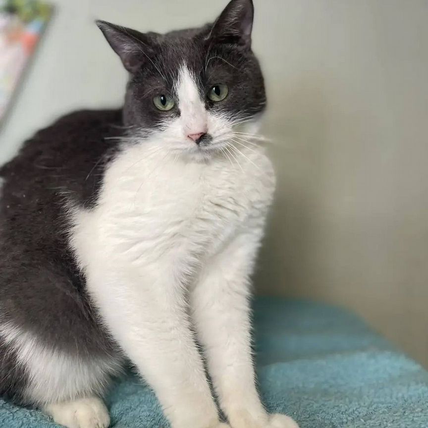 Взрослая, кошка в добрые руки