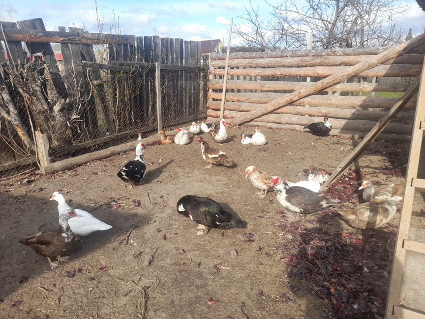 Индаутине яйцо инкубаторны