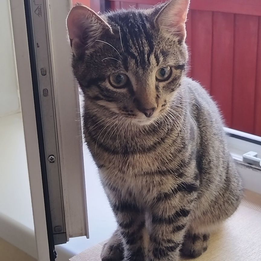 Милош, пололсатый котенок