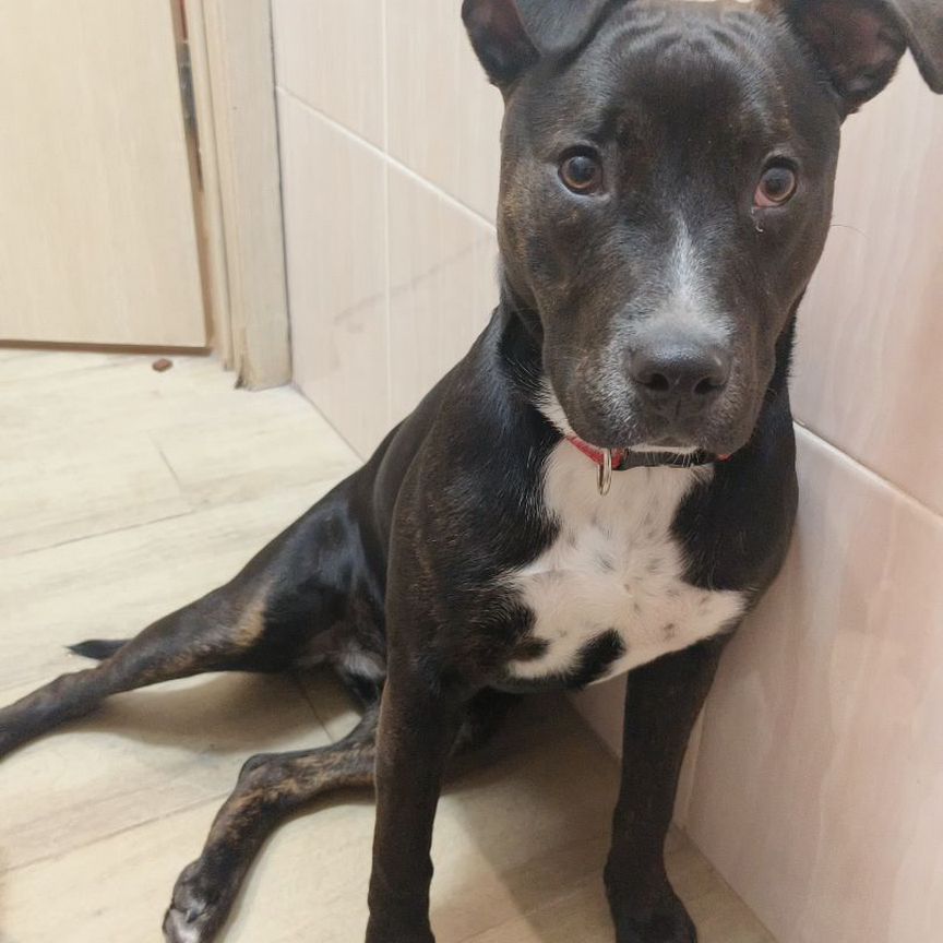 Отдам в добрые руки