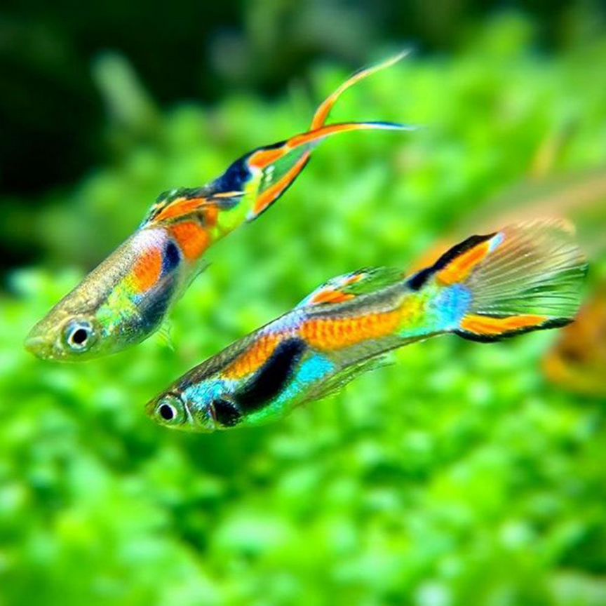 Самцы гуппи эндлера