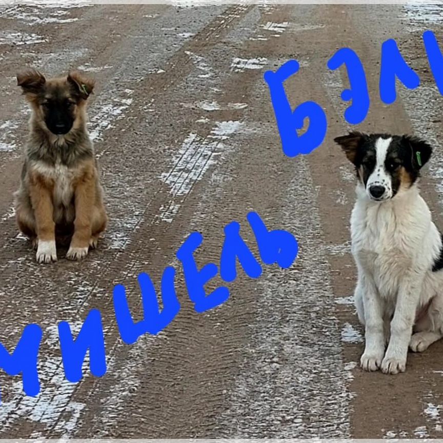 Щенок в добрые руки