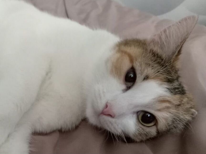 Трехцветная кошка Лея 2 года в добрые руки