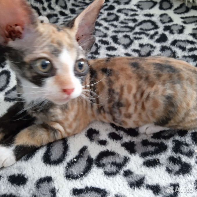 Котята Скандинавский Сфинкс (велюр)