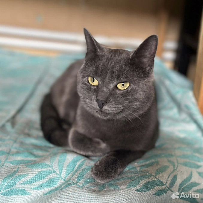 Русский голубой кот в добрые руки