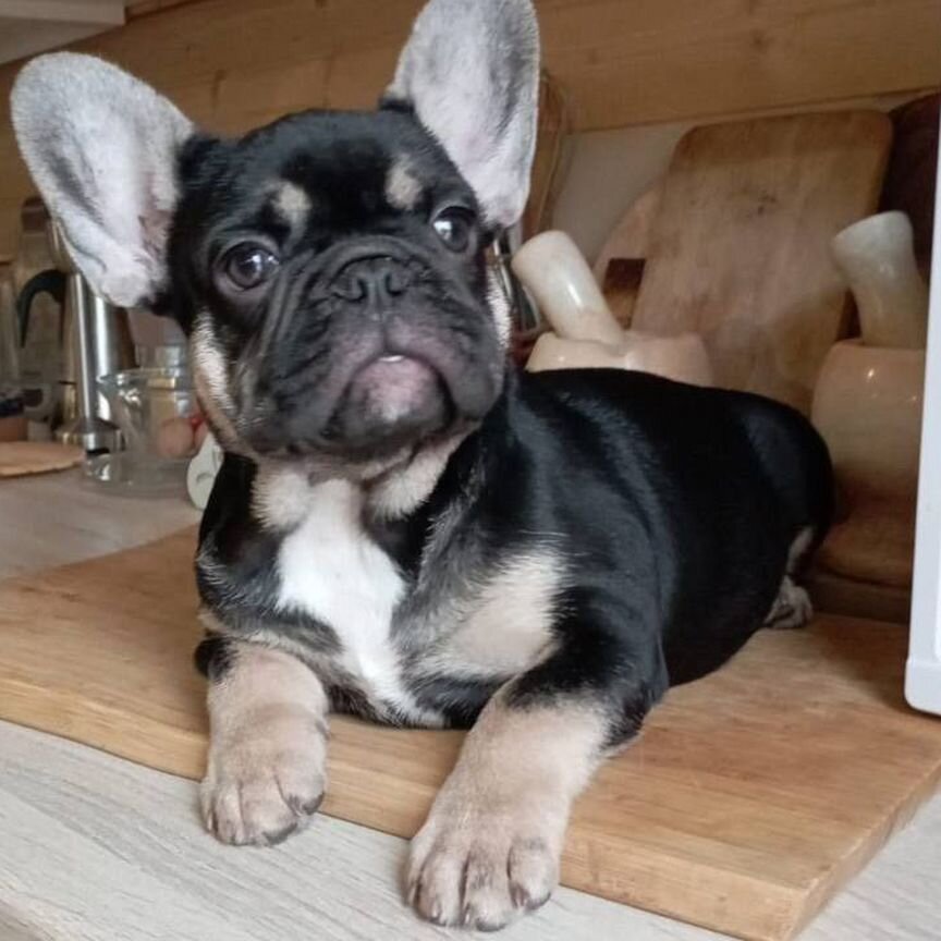 Французский бульдог