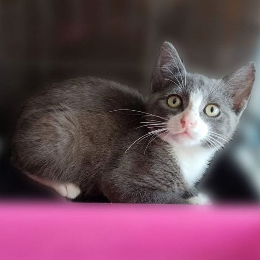 Ласковый ручной котенок