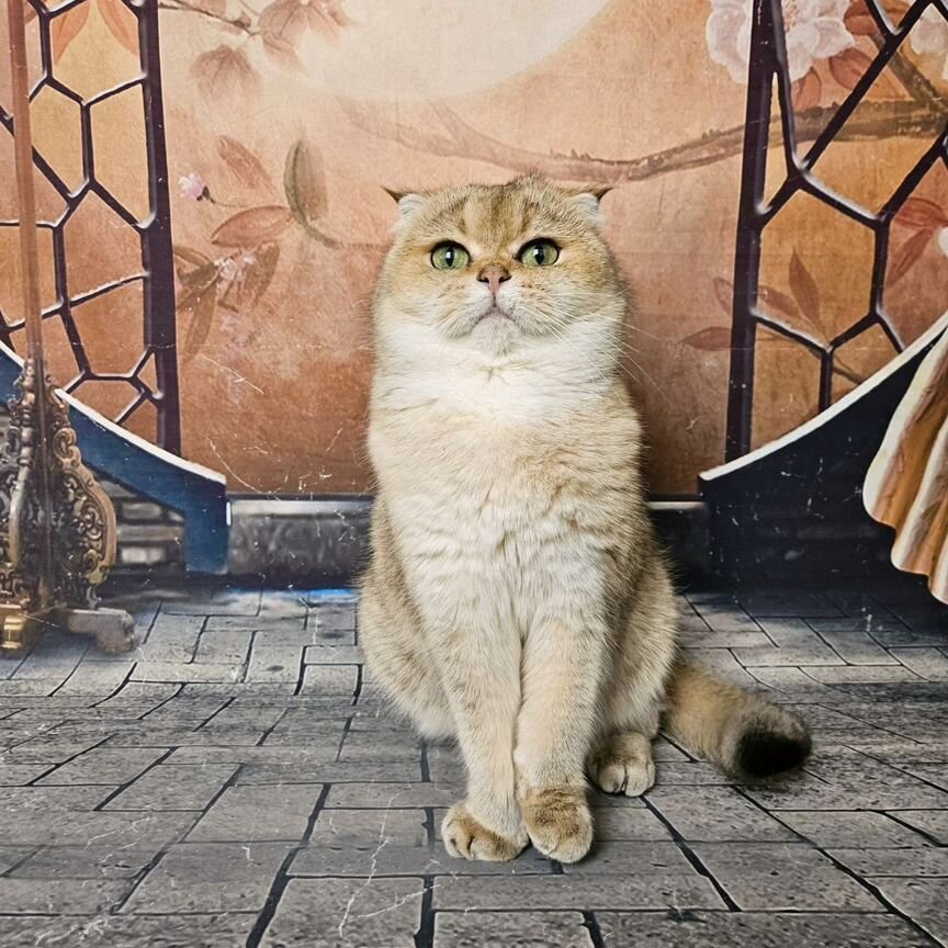 Шотландская девочка