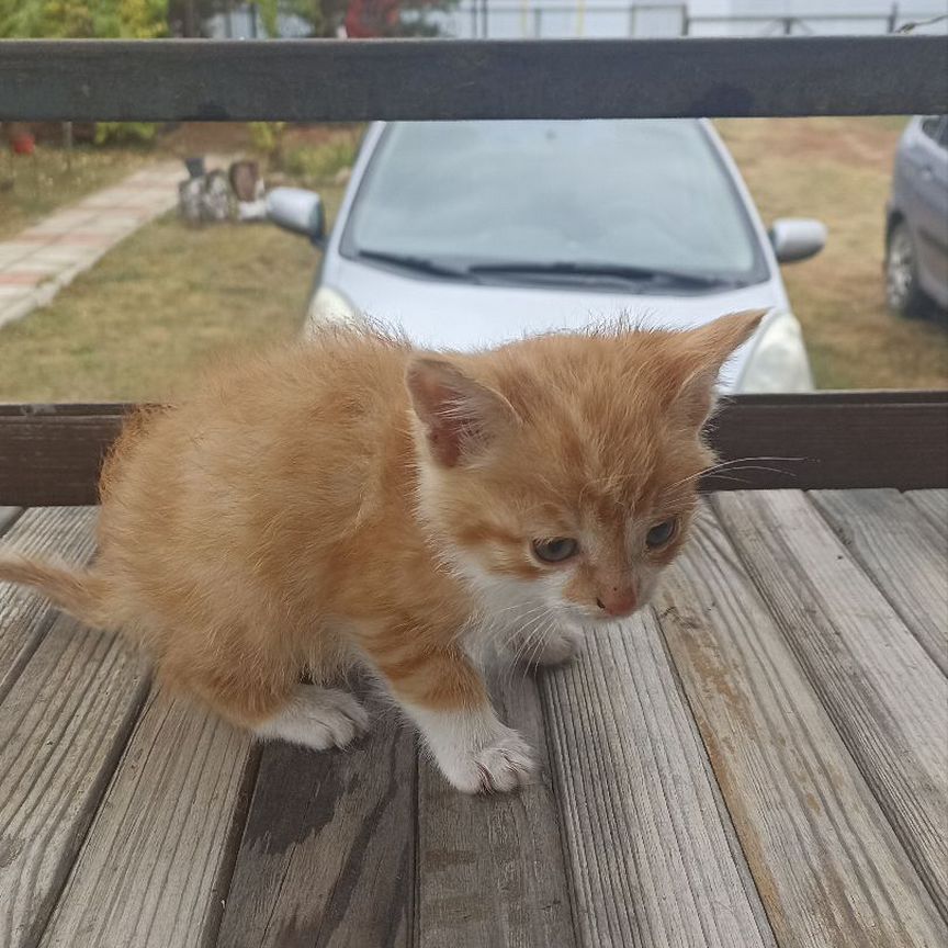 Рыжий львёнок бесплатно