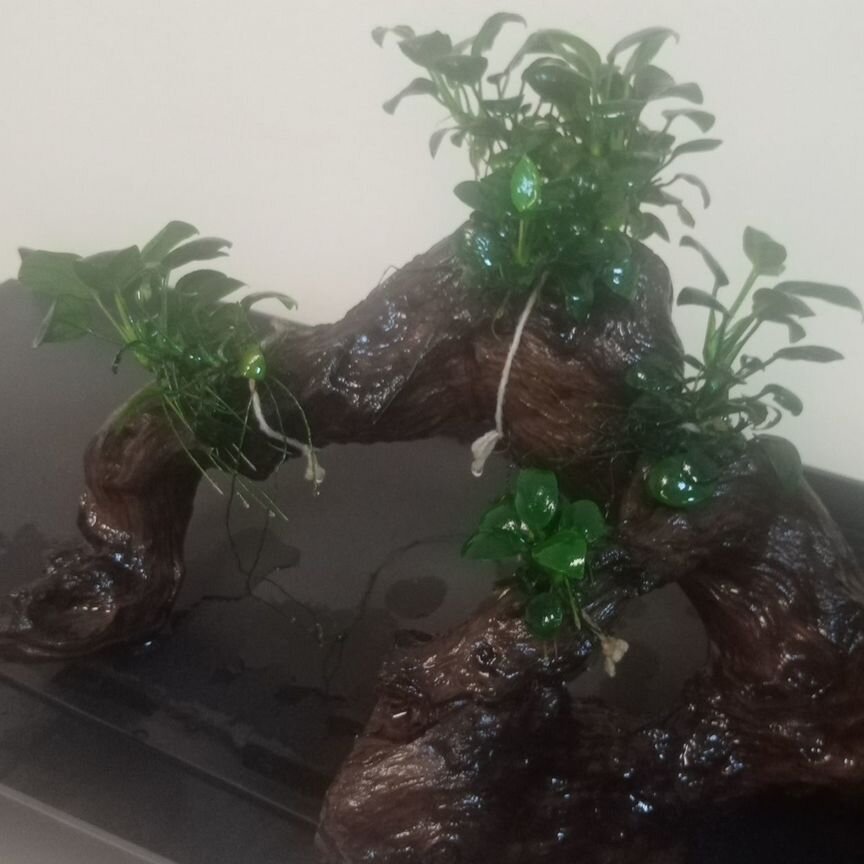 Аквариумное растение Анубиас